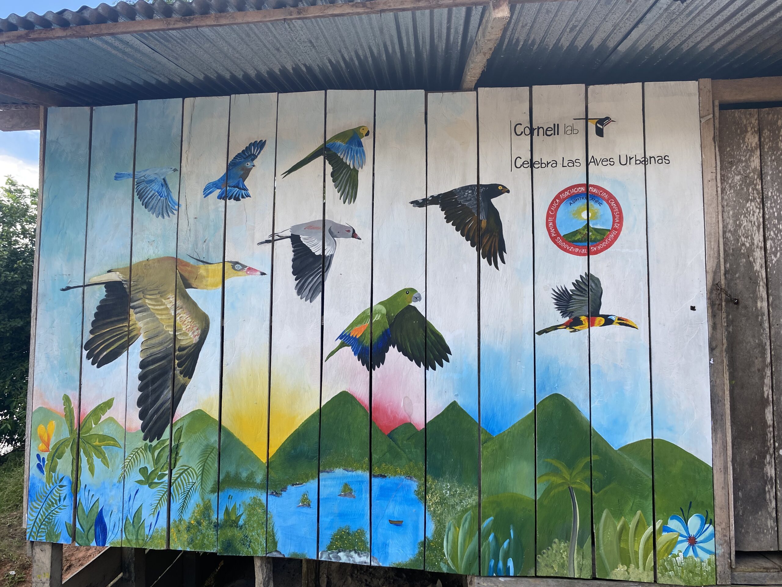 Partnering for Impact – Celebrate Urban Birds
